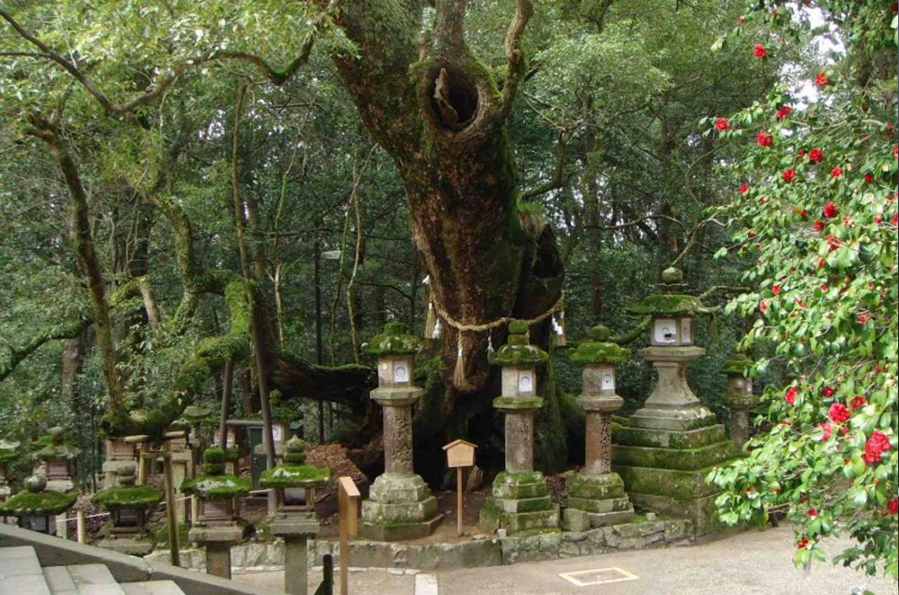 Consciencia Arbórea