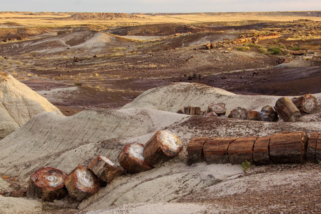 El Bosque petrificado de Arizona - Consciencia Arbórea