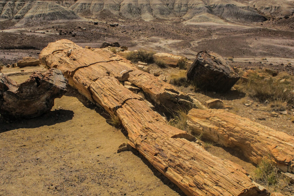 El Bosque petrificado de Arizona - Consciencia Arbórea